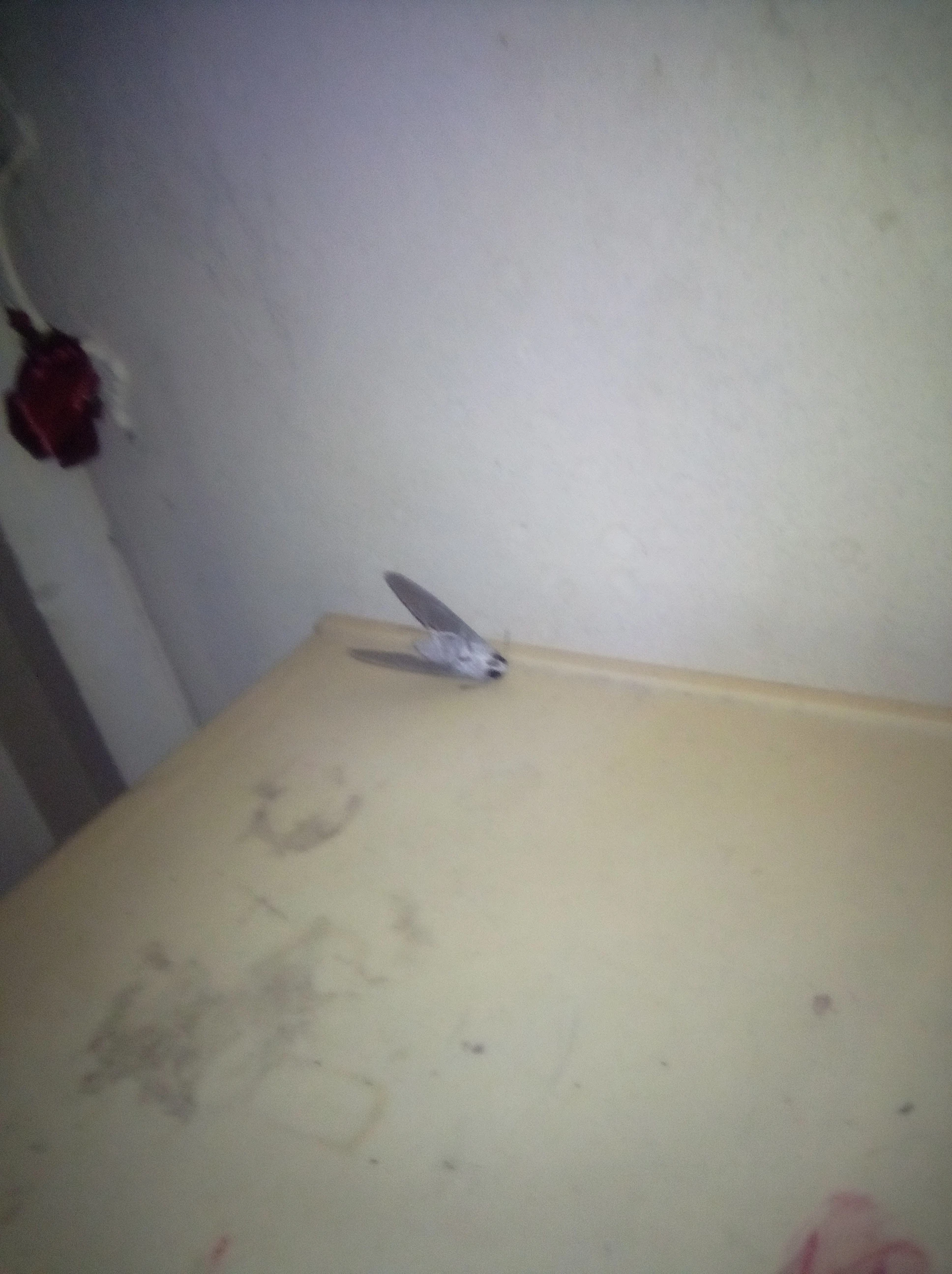 Give this dead moth context | Fandom