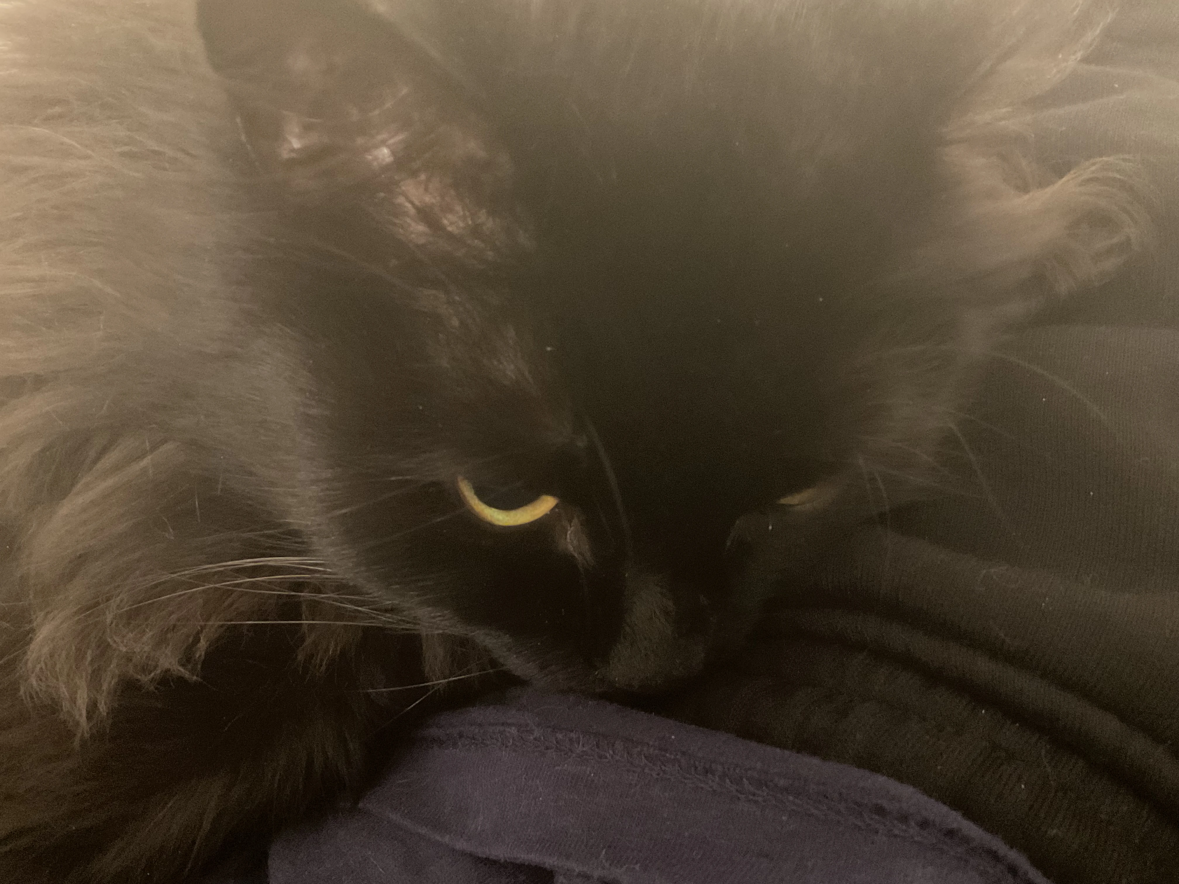 Daily Cat Image #871 | Fandom