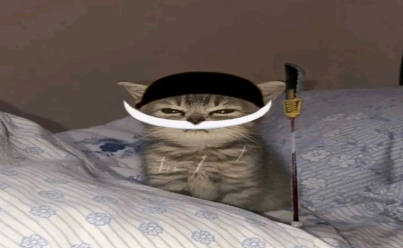 cat spec concept | Fandom