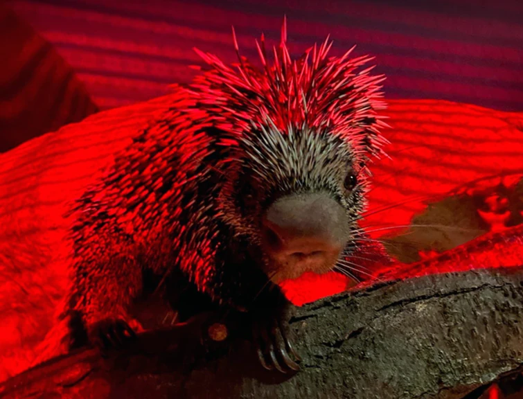 HTF in real life pt 2 | Fandom