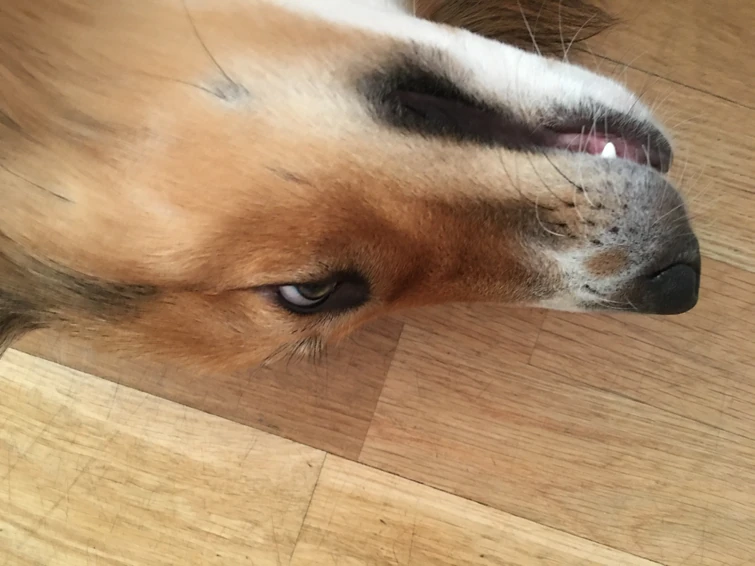 I have a long face dog | Fandom