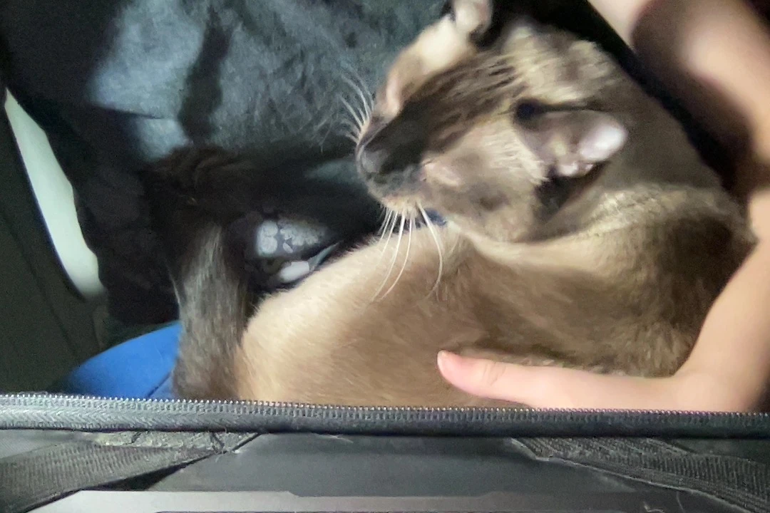 silly ahh cat | Fandom