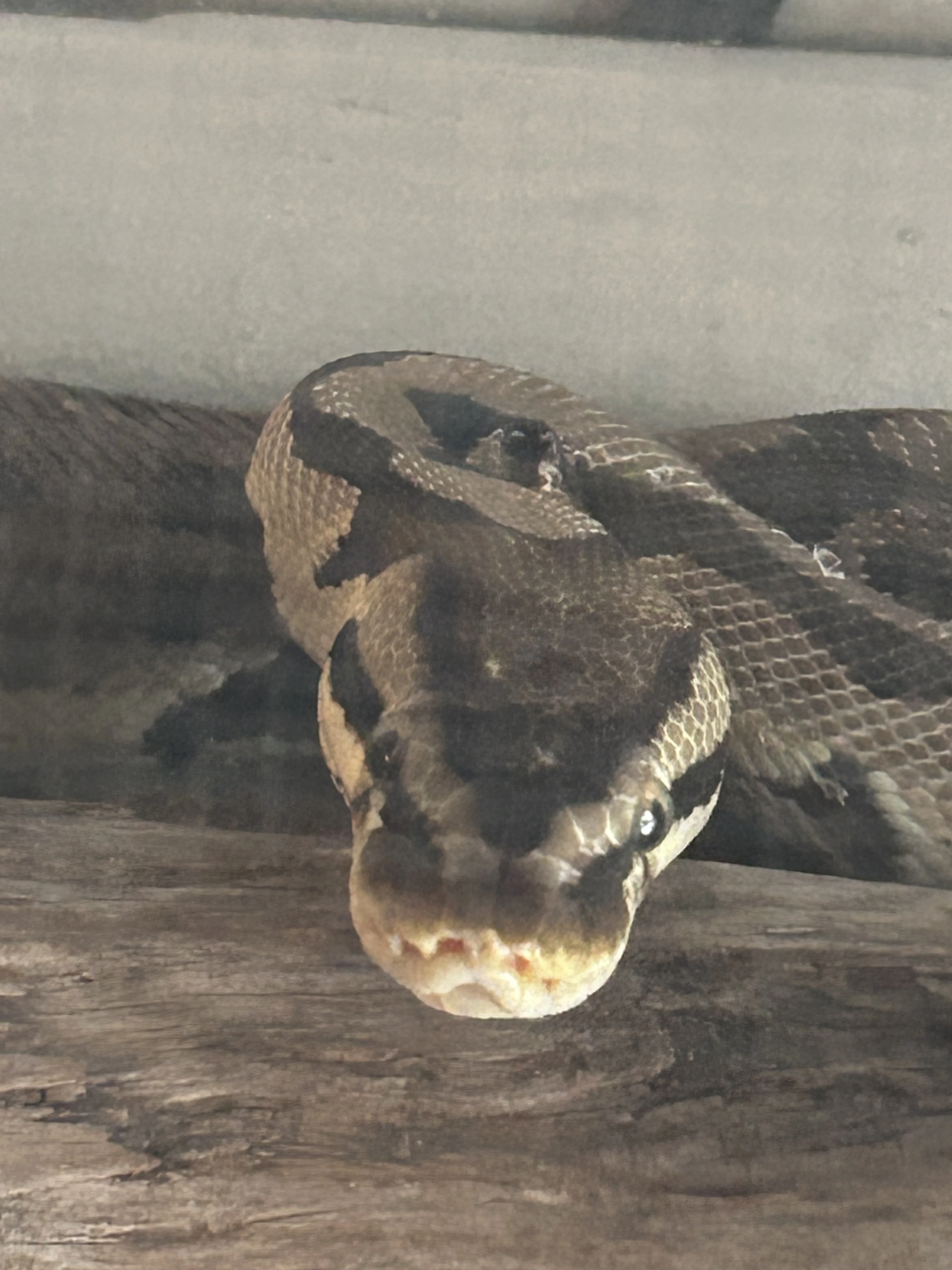 More Fire hydrant | Fandom