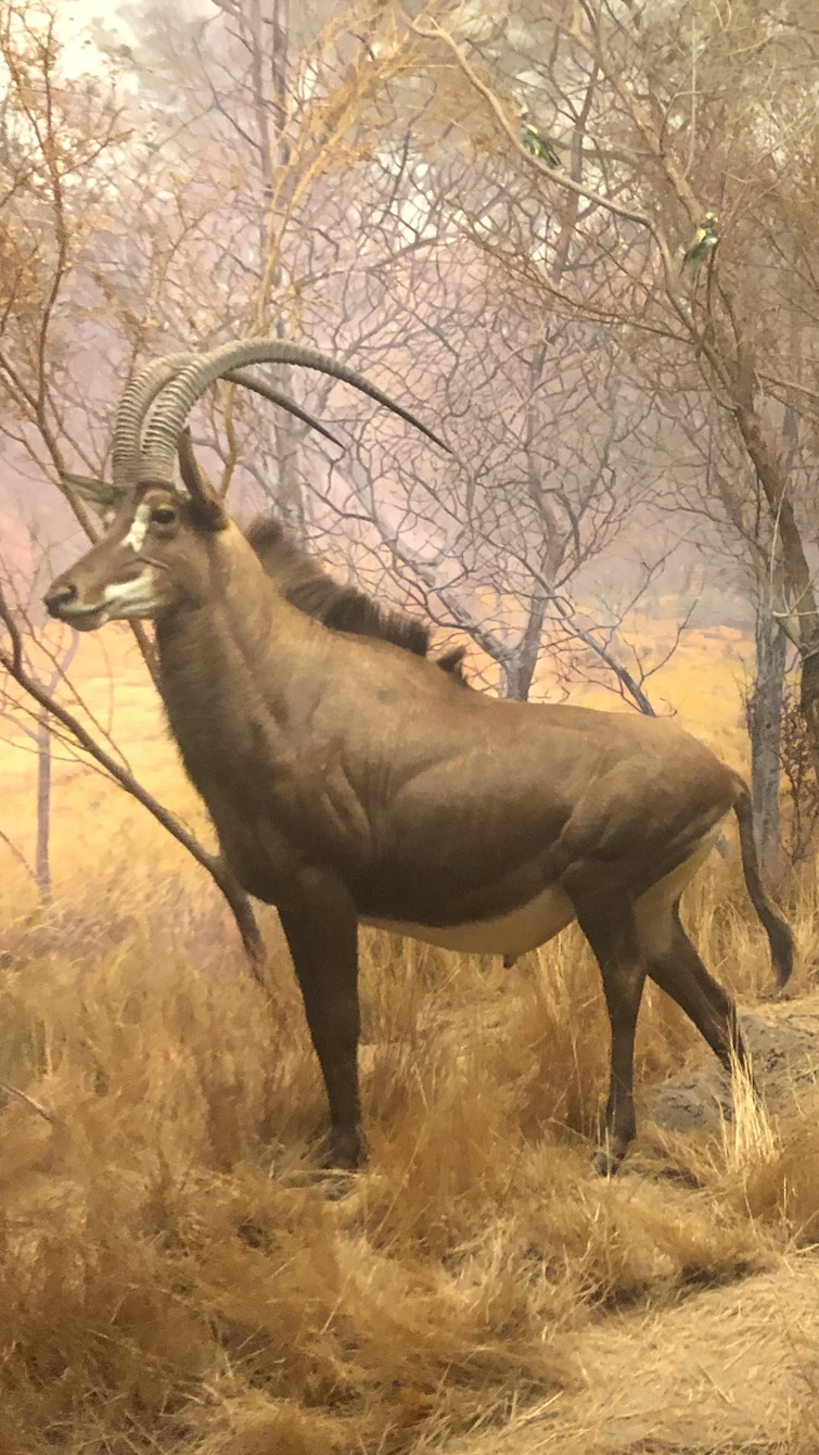 Sone animal friends at the Natural History Museum of Los Angeles County ...