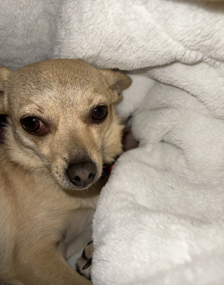 who let the dogs out | Fandom