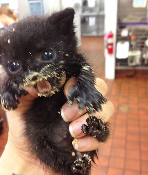 What are y'alls favourite animal? | Fandom