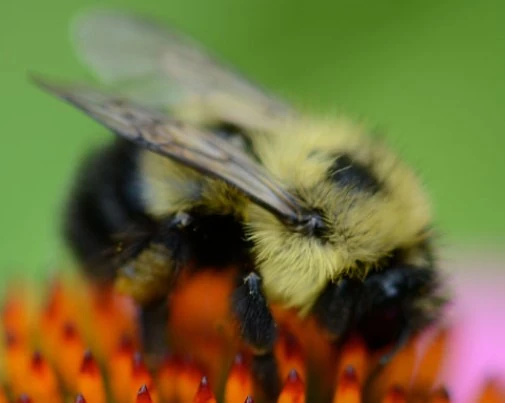 anyone want to do a bee raid | Fandom