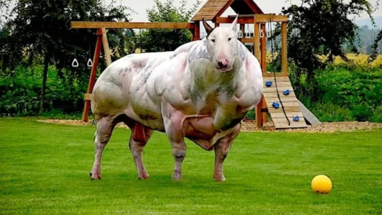 Cyan Lookie, Purple Lookie and Pink Lookie sad origin story | Fandom