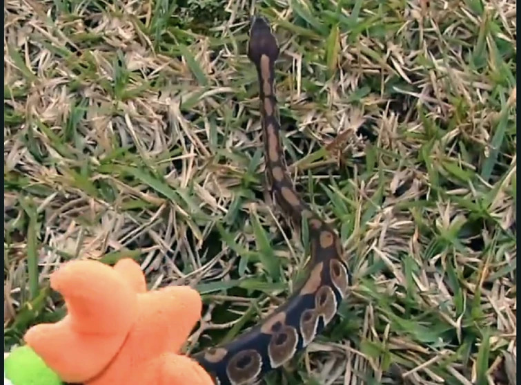 BREAKING NEWS, M’KAY!! VENOMOUS SNAKE PUTS SML CREW AT RISK WHILE ...