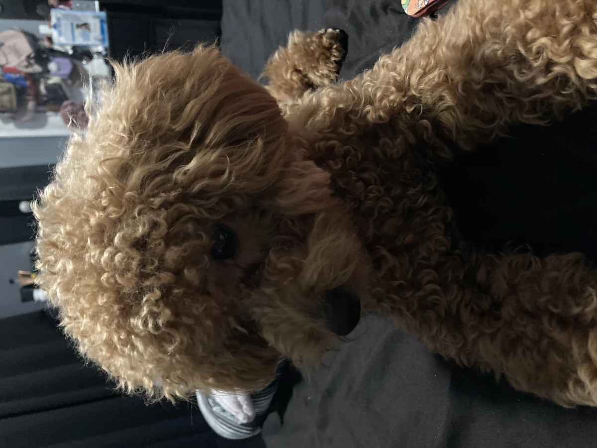 Bruno | DA COOL Wiki | Fandom