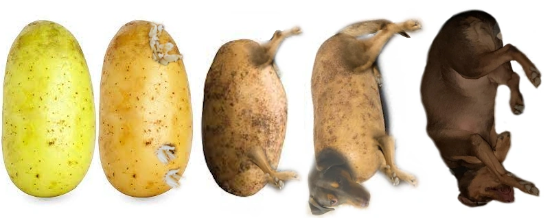 Mila | Da Evolushun Iz Reel Wiki | Fandom