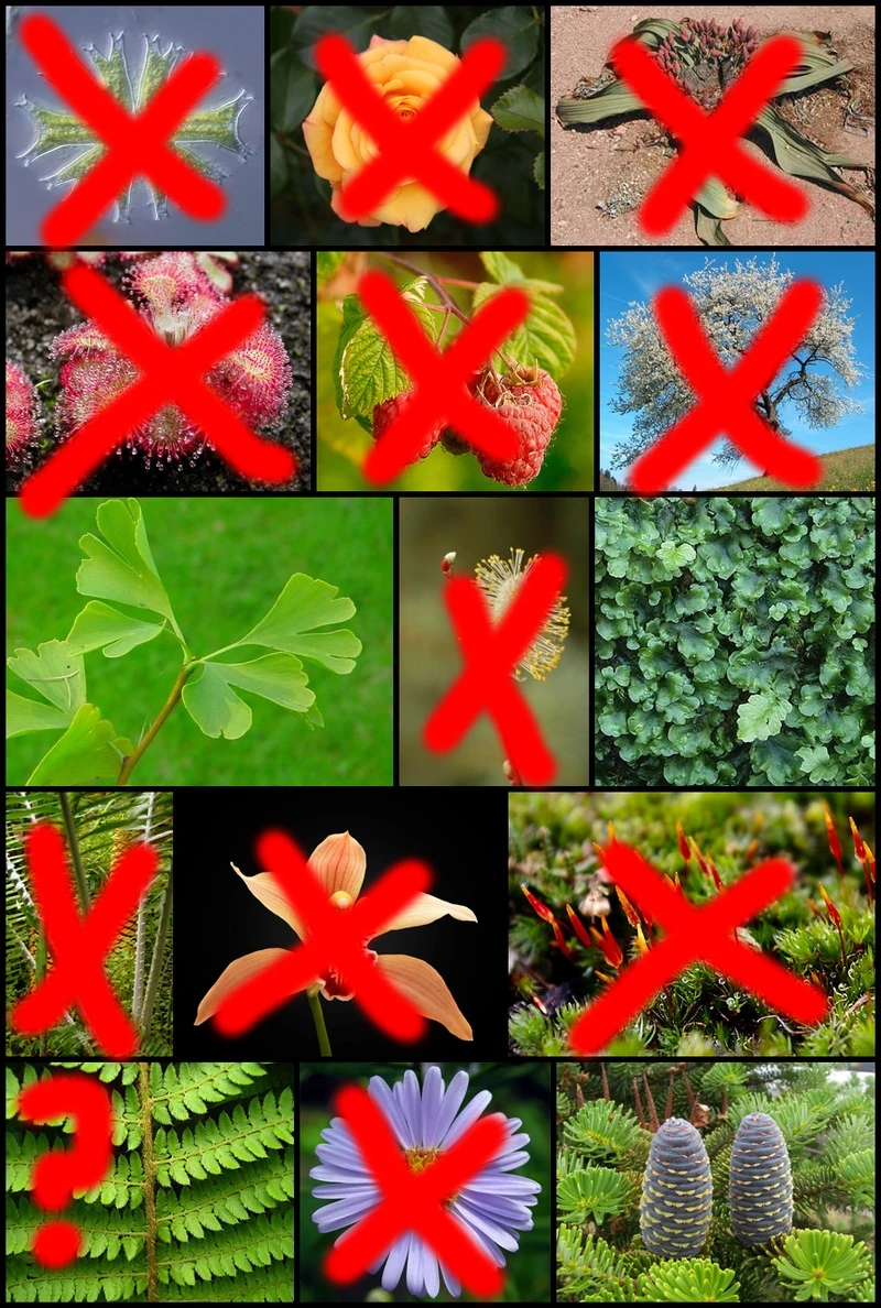 Plantz dat live in pots but wit no flowers | Da Evolushun Iz Reel Wiki ...