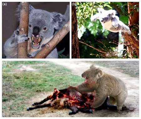 Drop Bares & trash pandaz | Da Evolushun Iz Reel Wiki | Fandom