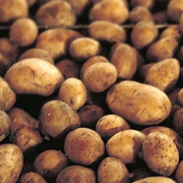 Potatos | Da Evolushun Iz Reel Wiki | Fandom