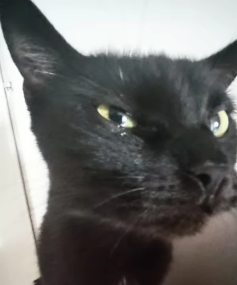 thread of silly cat images to cheer you up | Fandom