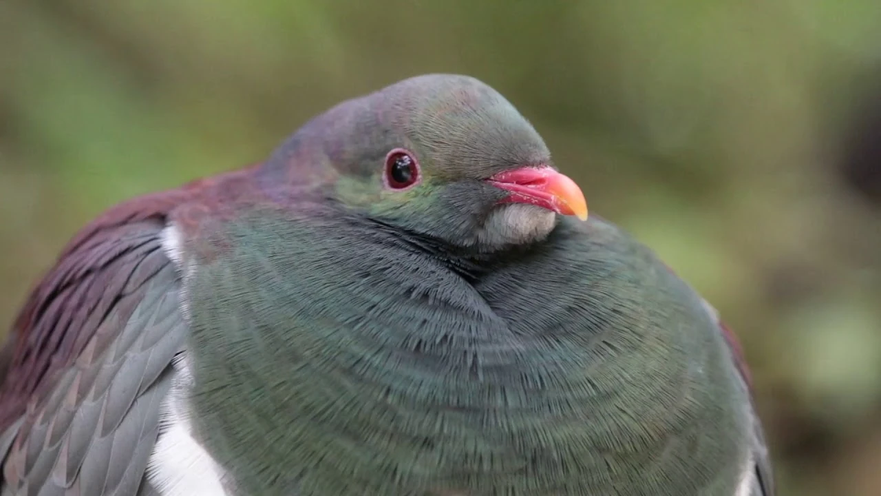 Fat Pigeon | Fandom