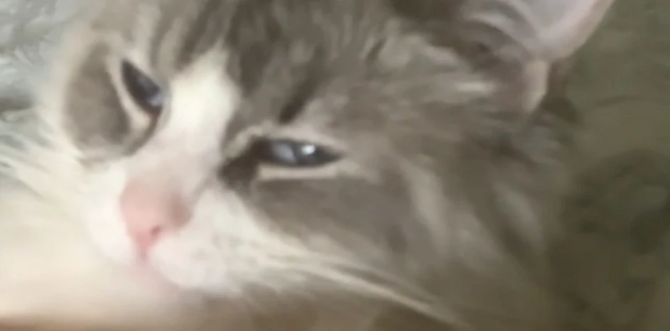 Daily Cat Image #501 | Fandom