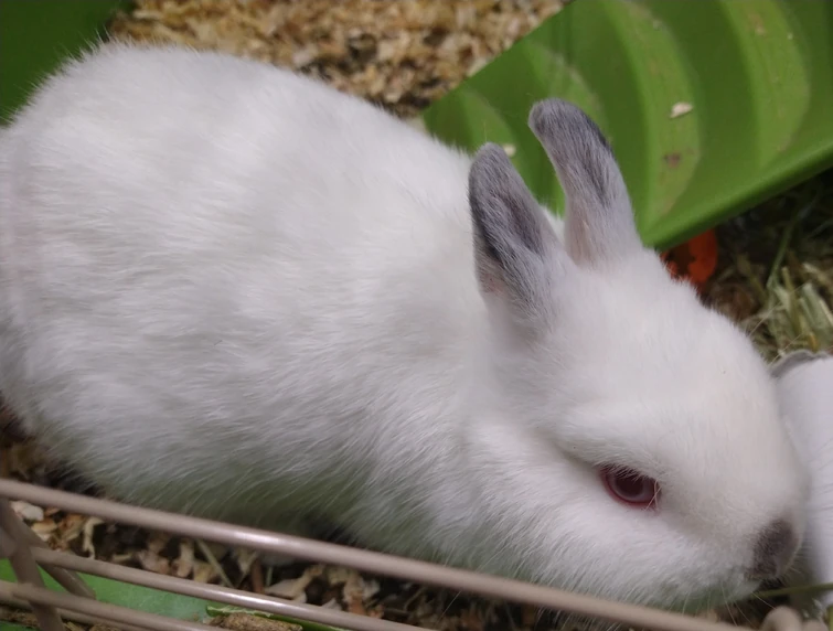 Shiver Woomy Designs | Fandom