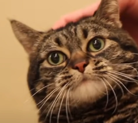 PARRY GRIPPS CAT | Fandom