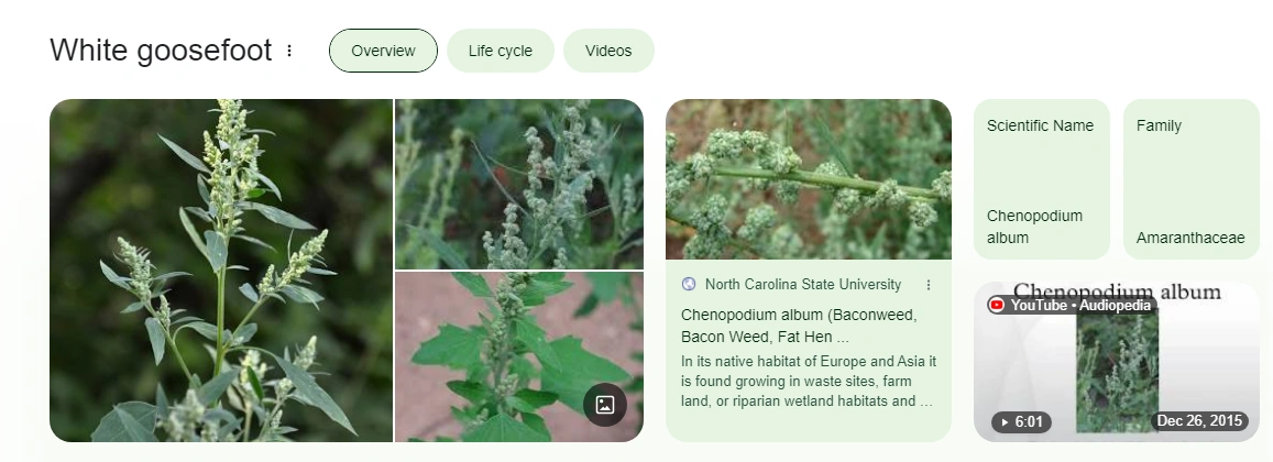 another cursed plant name | Fandom