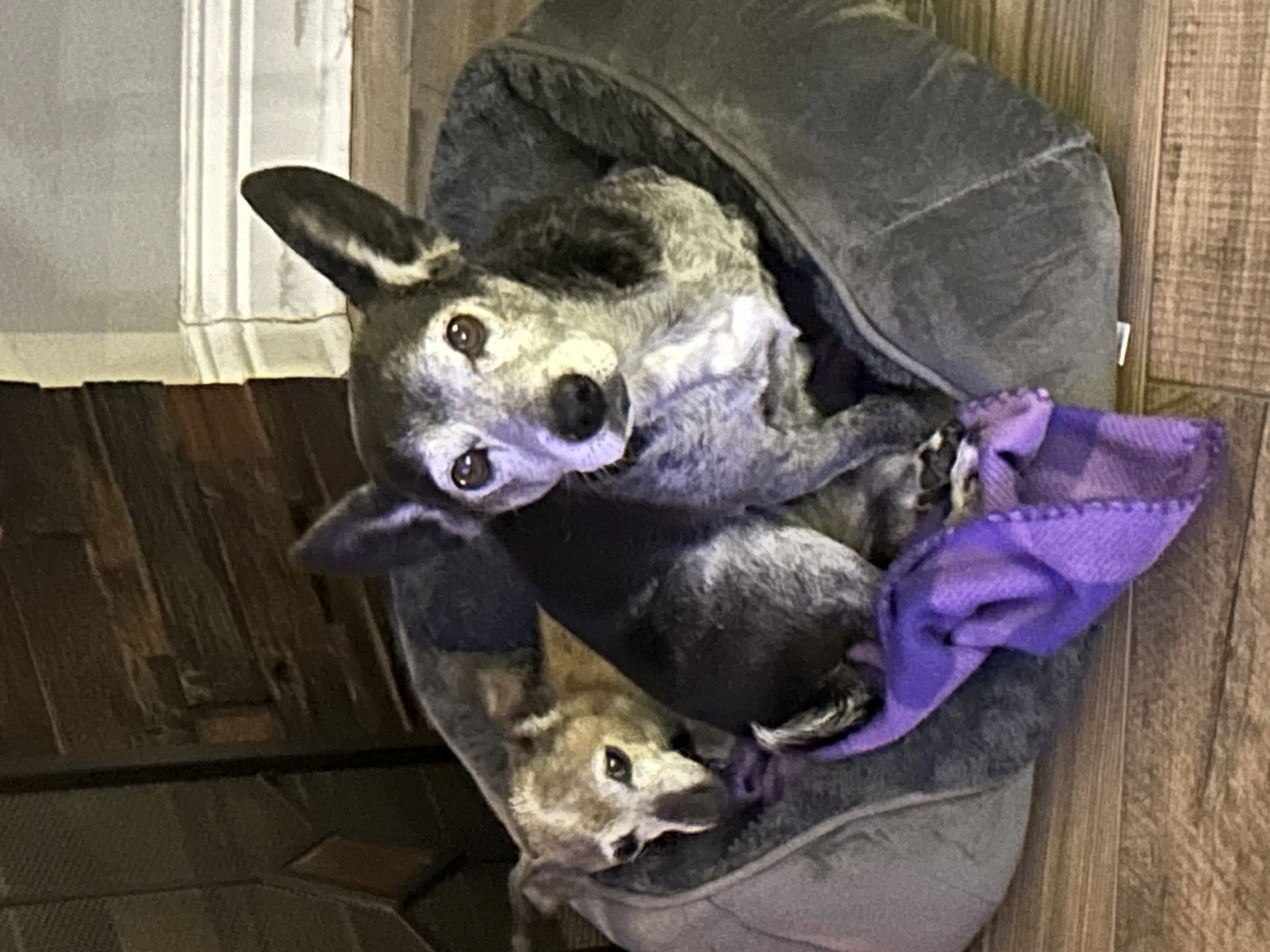 Man I just can’t catch a break irl (pain here) | Fandom