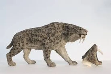 What should the Smilodon pattern look like in the dinopedia prehistoric ...