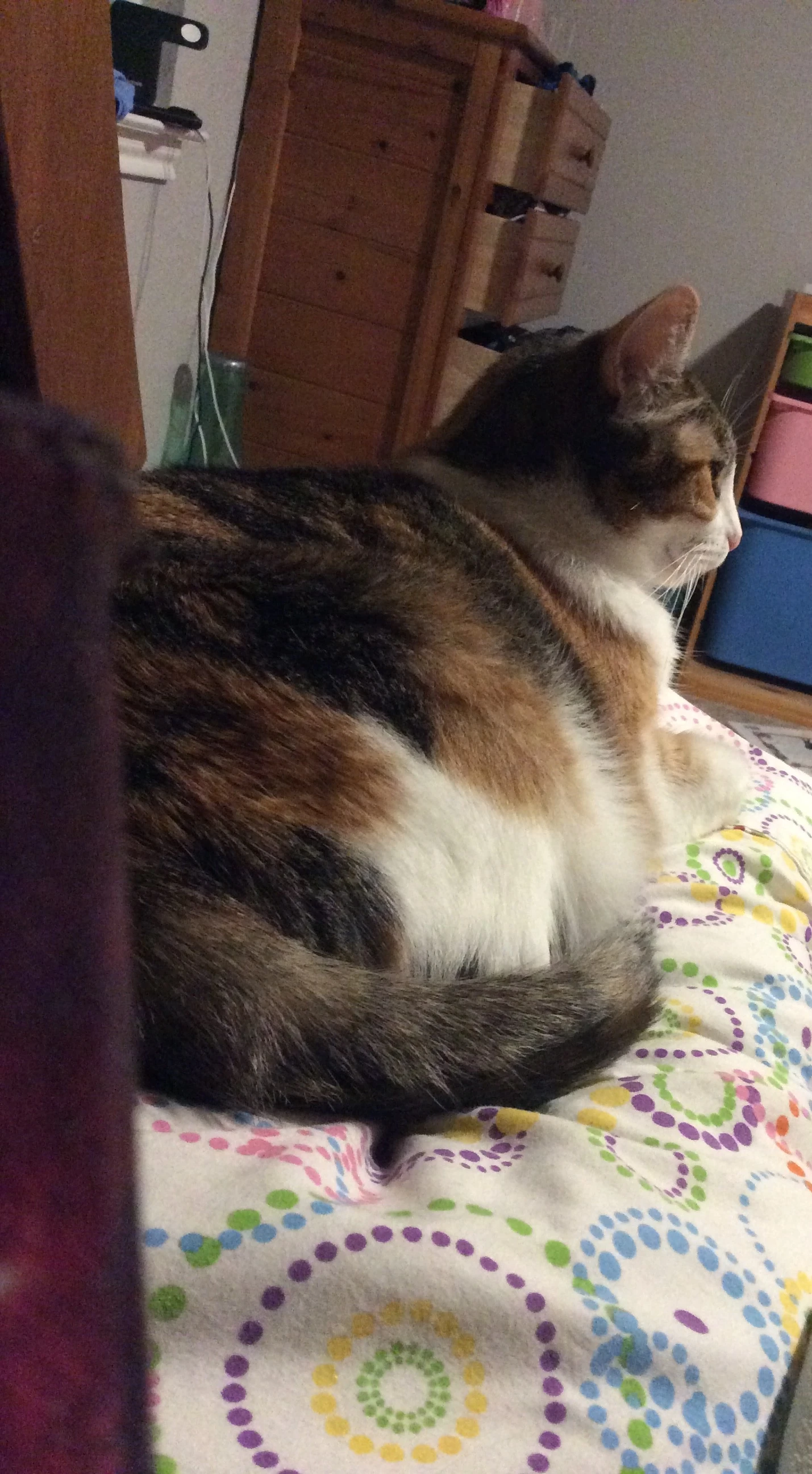 Daily Cat Image #255 | Fandom