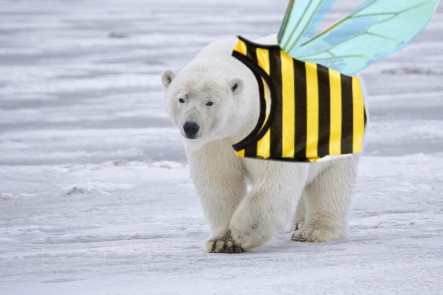 All bears explained by images | Fandom
