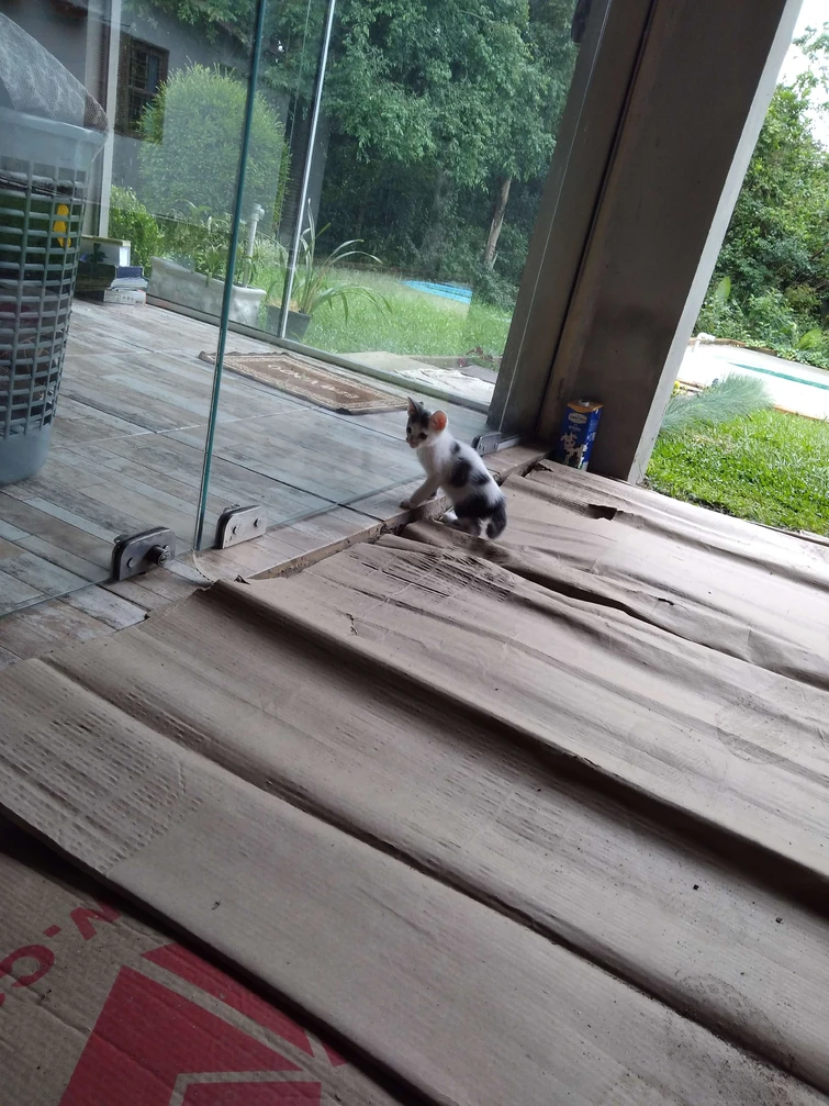 Sugar, the cat 5 | Fandom