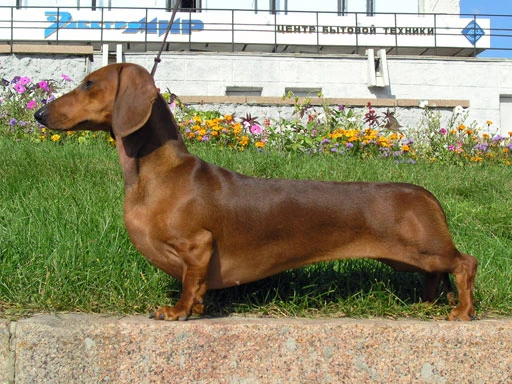 Red color | Dachshund Wiki | Fandom