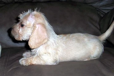 Cream color | Dachshund Wiki | Fandom