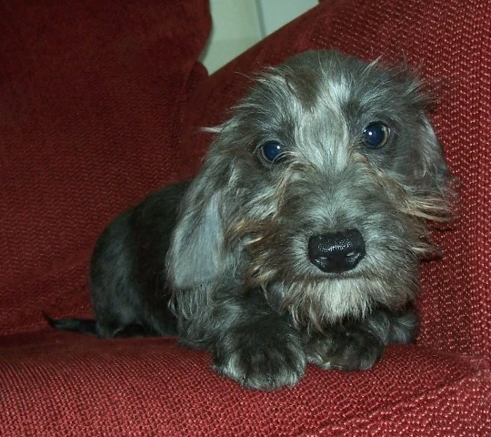 Blue and Isabella colors | Dachshund Wiki | Fandom