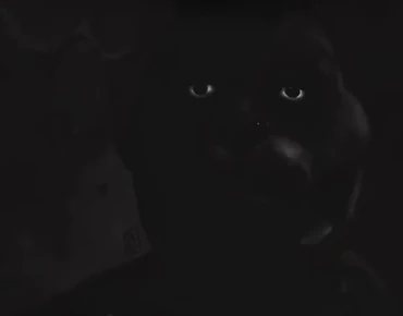 Would you consider me A "wiki dweller?" | Fandom