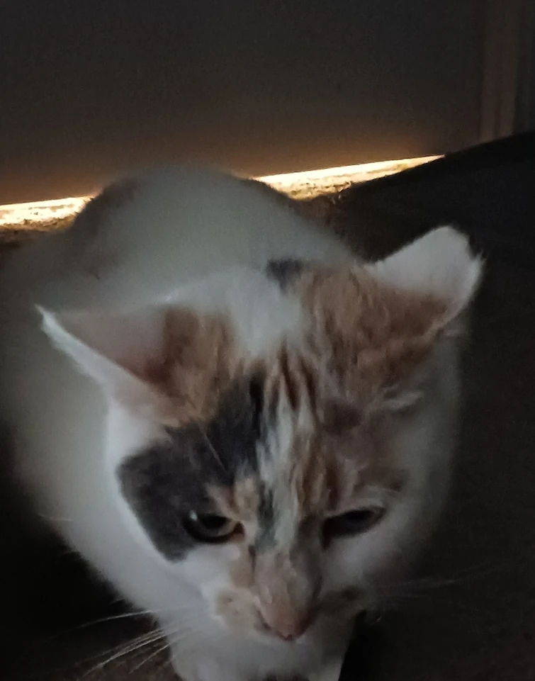 Cutest cat: | Fandom