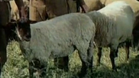 Category:Sheep | Dad's Army Wiki | Fandom