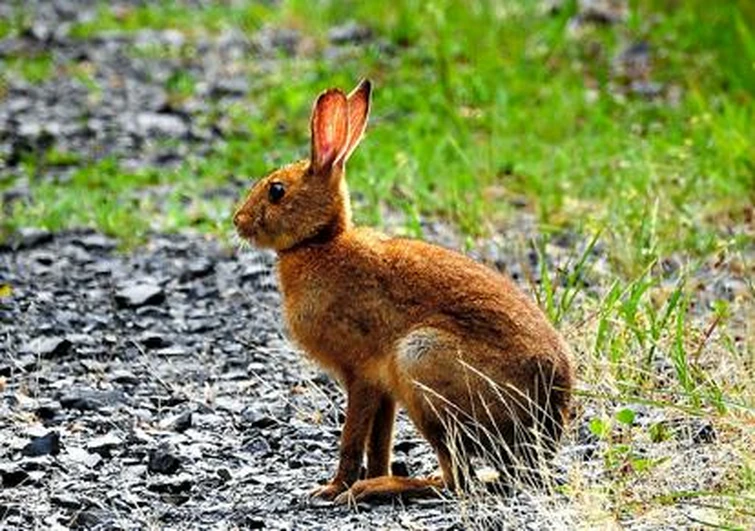 A pet rabbit named Daifuku appears in Wonderful Precure. So let me ...