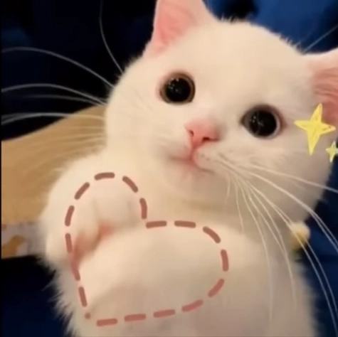 Day 1 of your daily cat image | Fandom