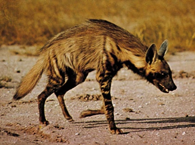 Aardwolf | Daemon Analyses Wiki | Fandom
