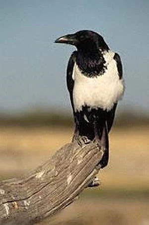 African Pied Crow | Daemon Analyses Wiki | Fandom