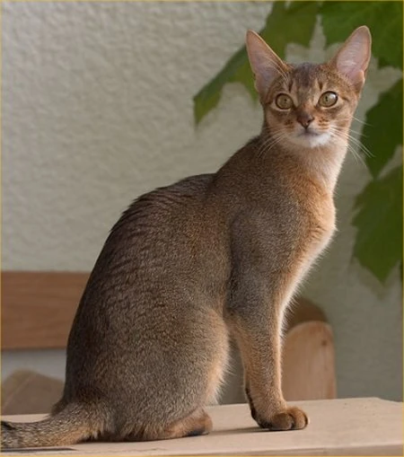 Abyssinian Cat | Daemon Analyses Wiki | Fandom