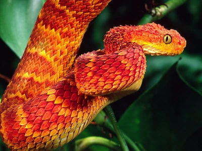 African Bush Viper | Daemon Analyses Wiki | Fandom