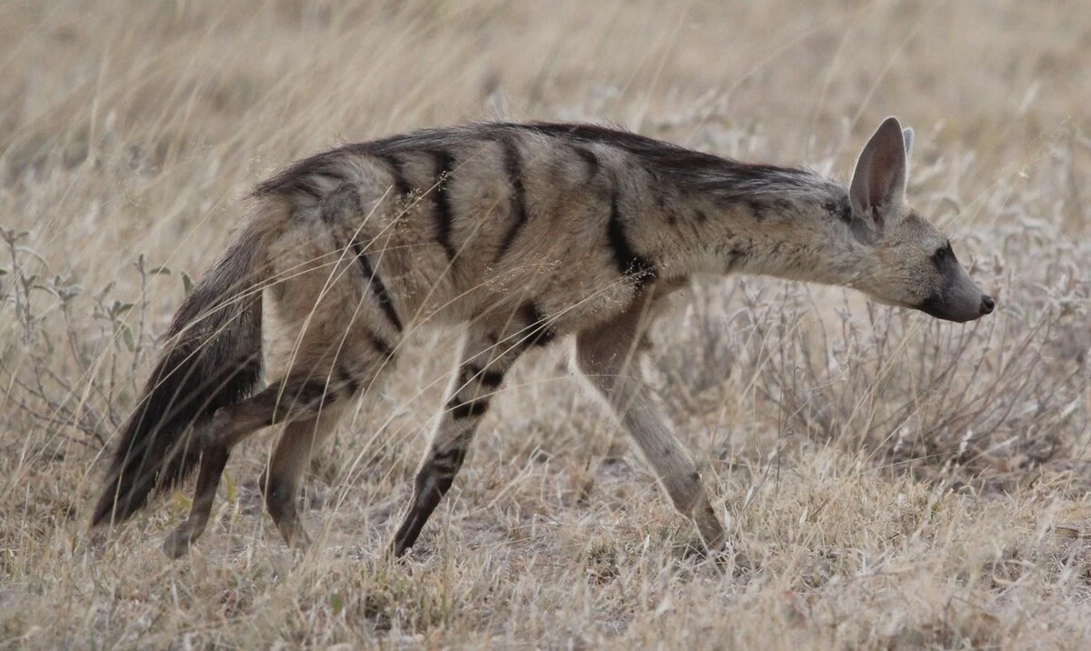 Aardwolf | Daemon Analyses Wiki | Fandom