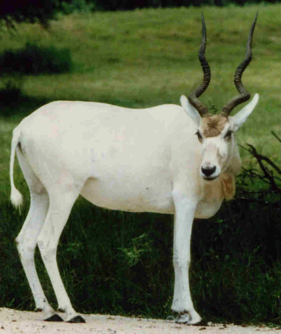 Addax | Daemon Analyses Wiki | Fandom