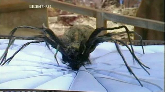 Planet of the Spiders | Dr Who Wiki | Fandom