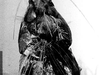 The Swarm | Dr Who Wiki | Fandom