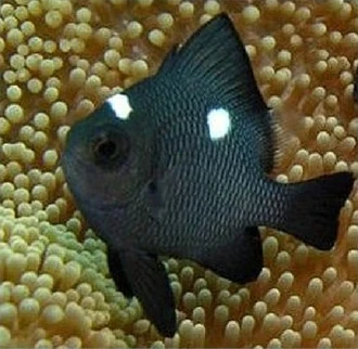 Pezcada Murder Razorfin | Damselfish in Distress Wiki | Fandom