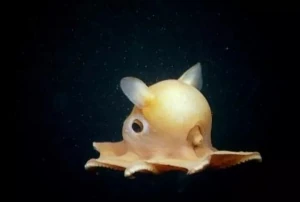 Ocean Facts Gulper Eel & Dumbo Octo | Damselfish in Distress Wiki | Fandom