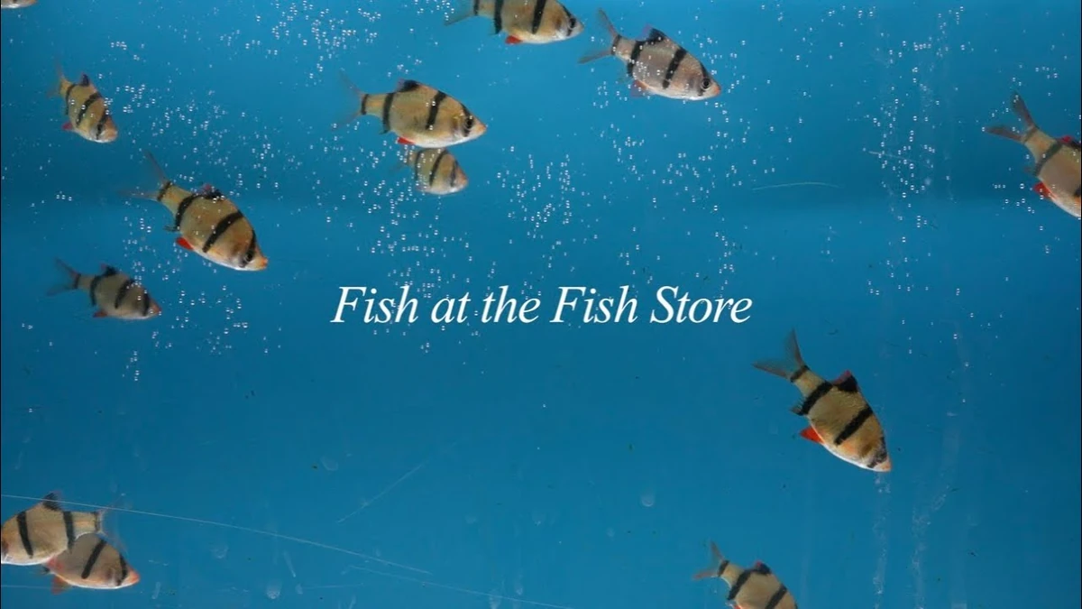 Fish at the Fish Store | Dan Hentschel Wiki | Fandom