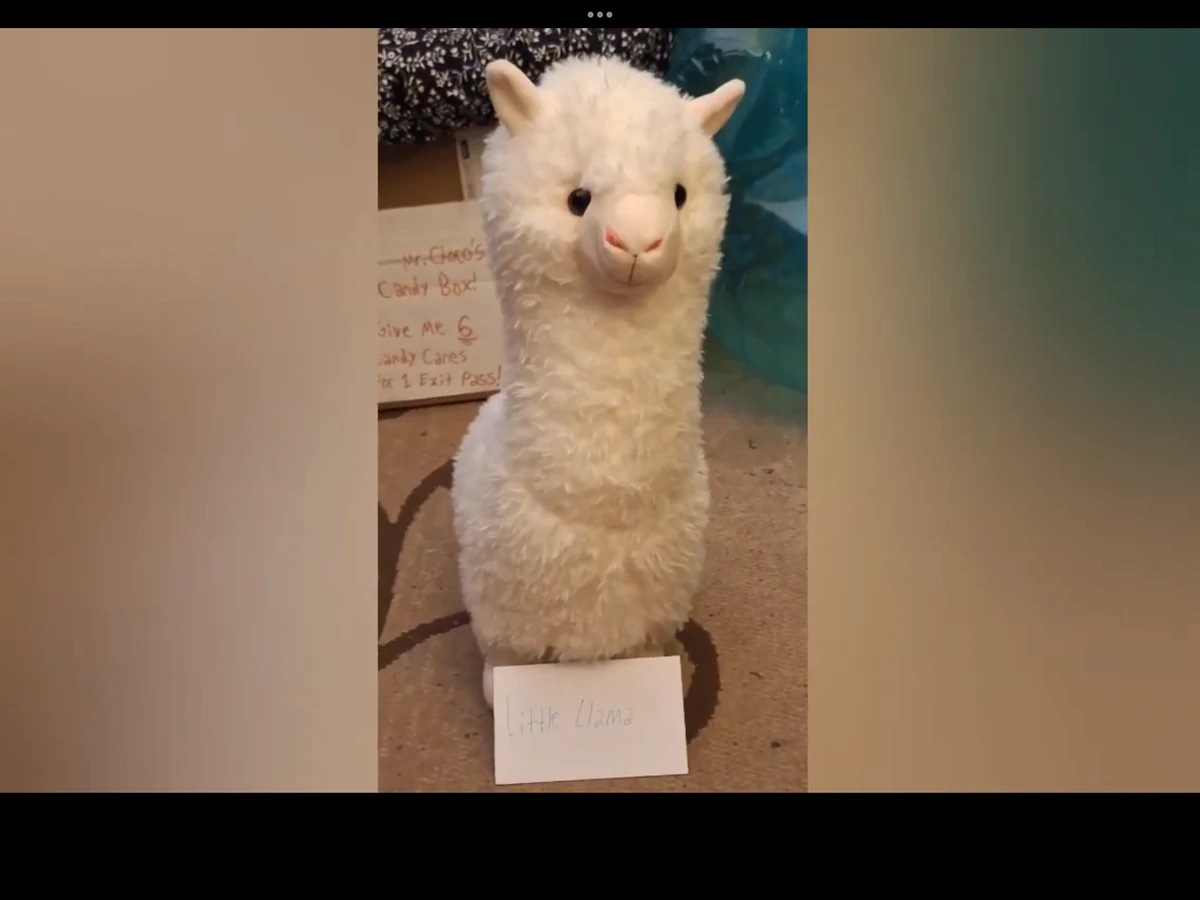 Little Llama | Dancing Llama Wiki | Fandom