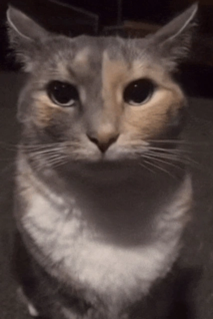 Mr cat | Dandy’s World Fanon Wiki | Fandom